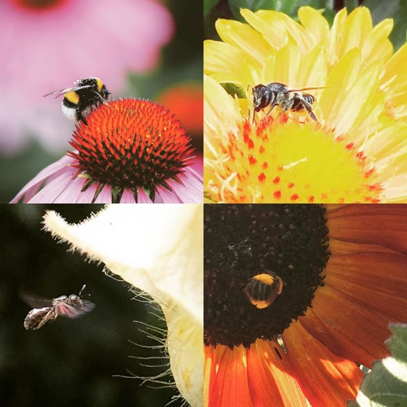 native bees - Spriggly's Beescaping
