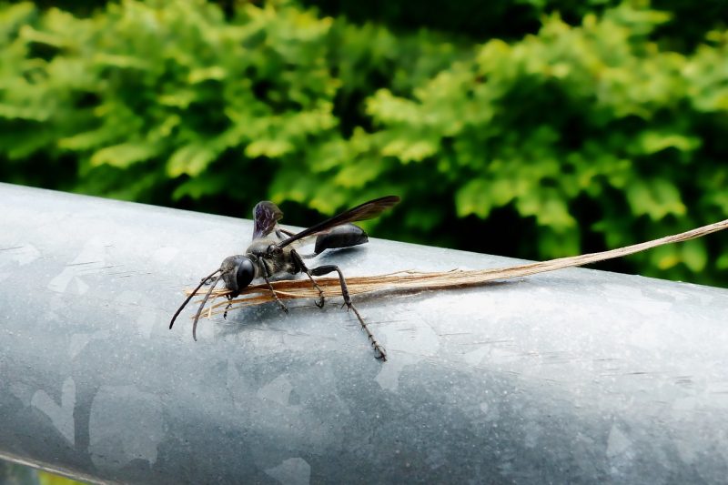 Why wasps are important - Spriggly's Beescaping