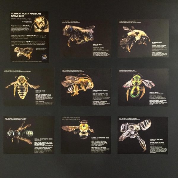 Educational Exhibits - Spriggly's Beescaping